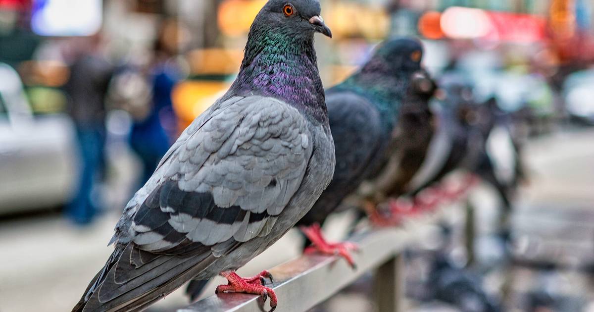 Pigeon Control & Removal in NYC | Queens | Standard Pest Management