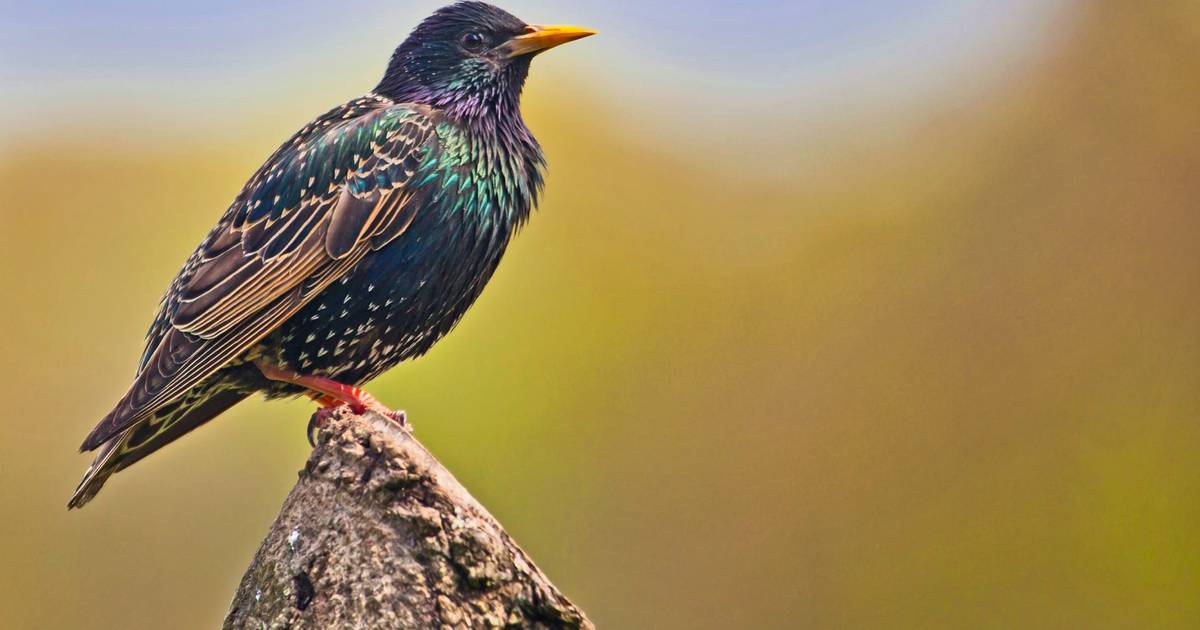Starling Control & Removal NYC | Standard Pest Management