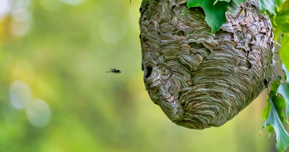 Bee Control & Nest Removal NYC| Queens | Standard Pest Management