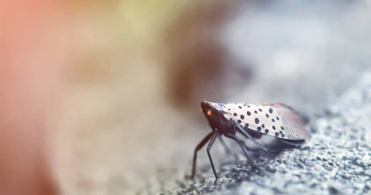 Spotted Lanternfly Control & Removal NYC | Queens | Standard Pest ...