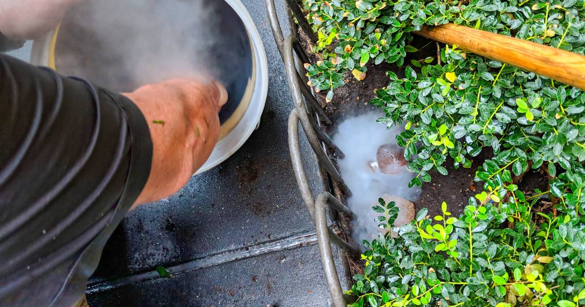 Dry Ice Rodent Extermination in NYC | Standard Pest Management