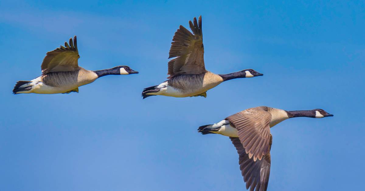 Commercial Canada geese Control - Standard Pest Management