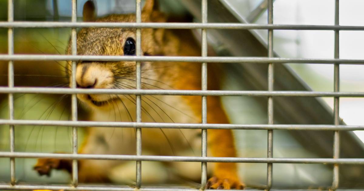 Squirrel Control & Removal NYC | Queens | Standard Pest Management