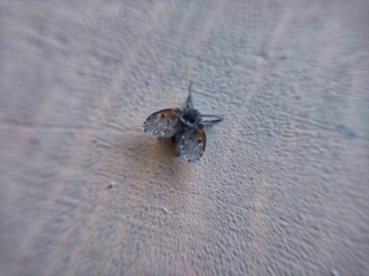 Fly Removal & Control NYC | Queens | Standard Pest Management