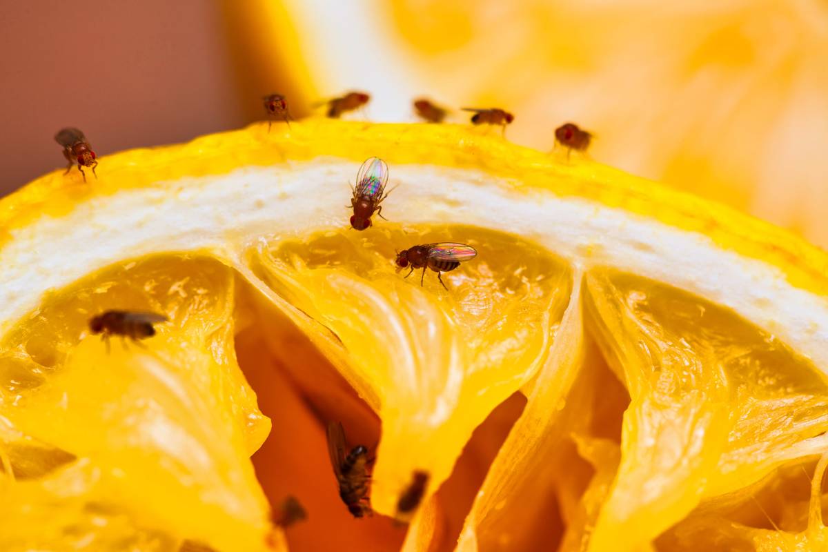 Fruit | Filth Fly Removal & Control NYC | Standard Pest Management