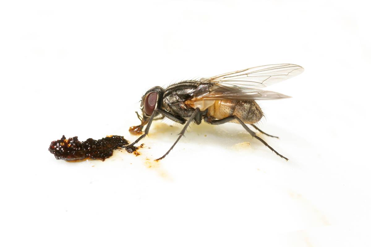 Fly Removal & Control NYC | Queens | Standard Pest Management