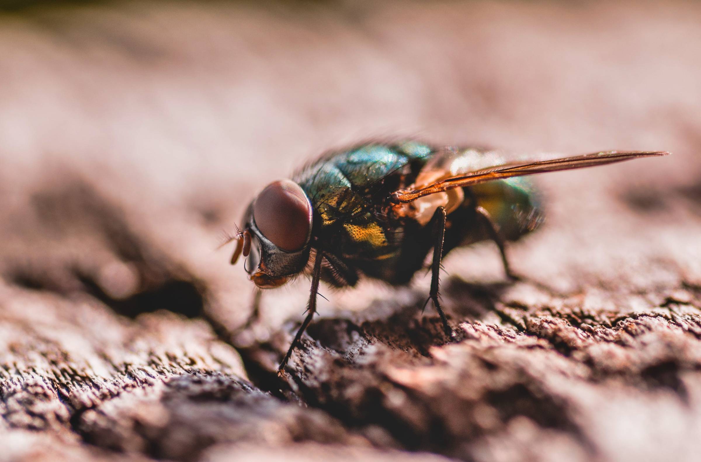 House Fly Treatment & Control in NYC | Standard Pest Management